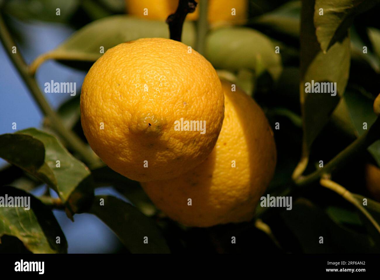 Lemon tree rome italy hi-res stock photography and images - Alamy