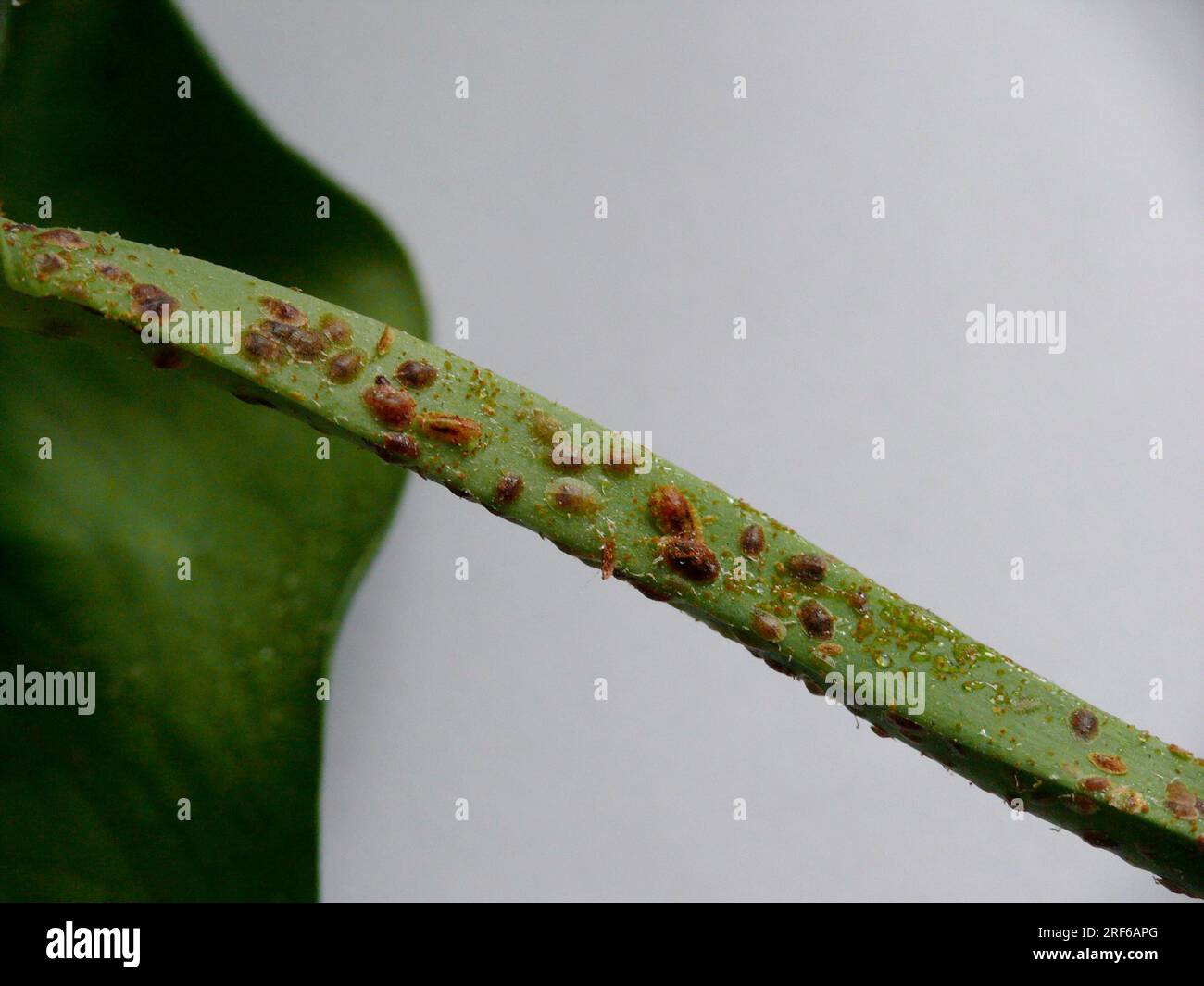Scale insects or Coccoidea on window leaf (Monstera Stock Photo - Alamy