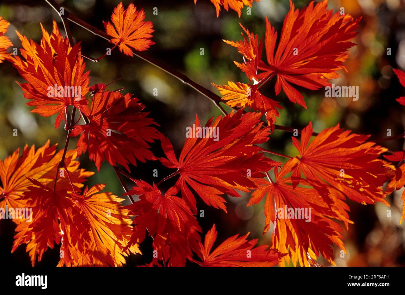Japanese downy japanese maple (Acer japonicum Stock Photo - Alamy
