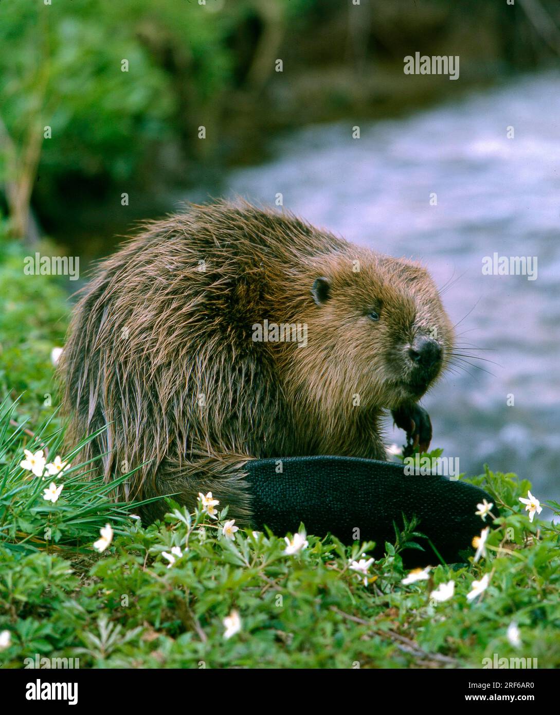 European beaver (Castor fiber Stock Photo - Alamy