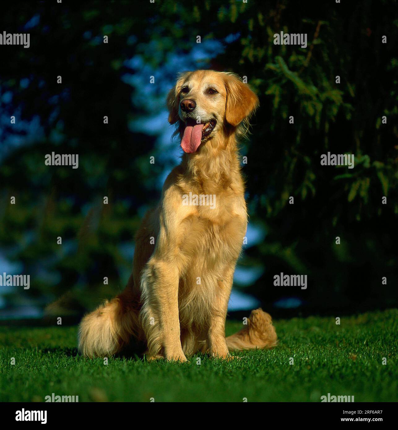 Golden Retriever, FCI Standard No. 111 Stock Photo - Alamy