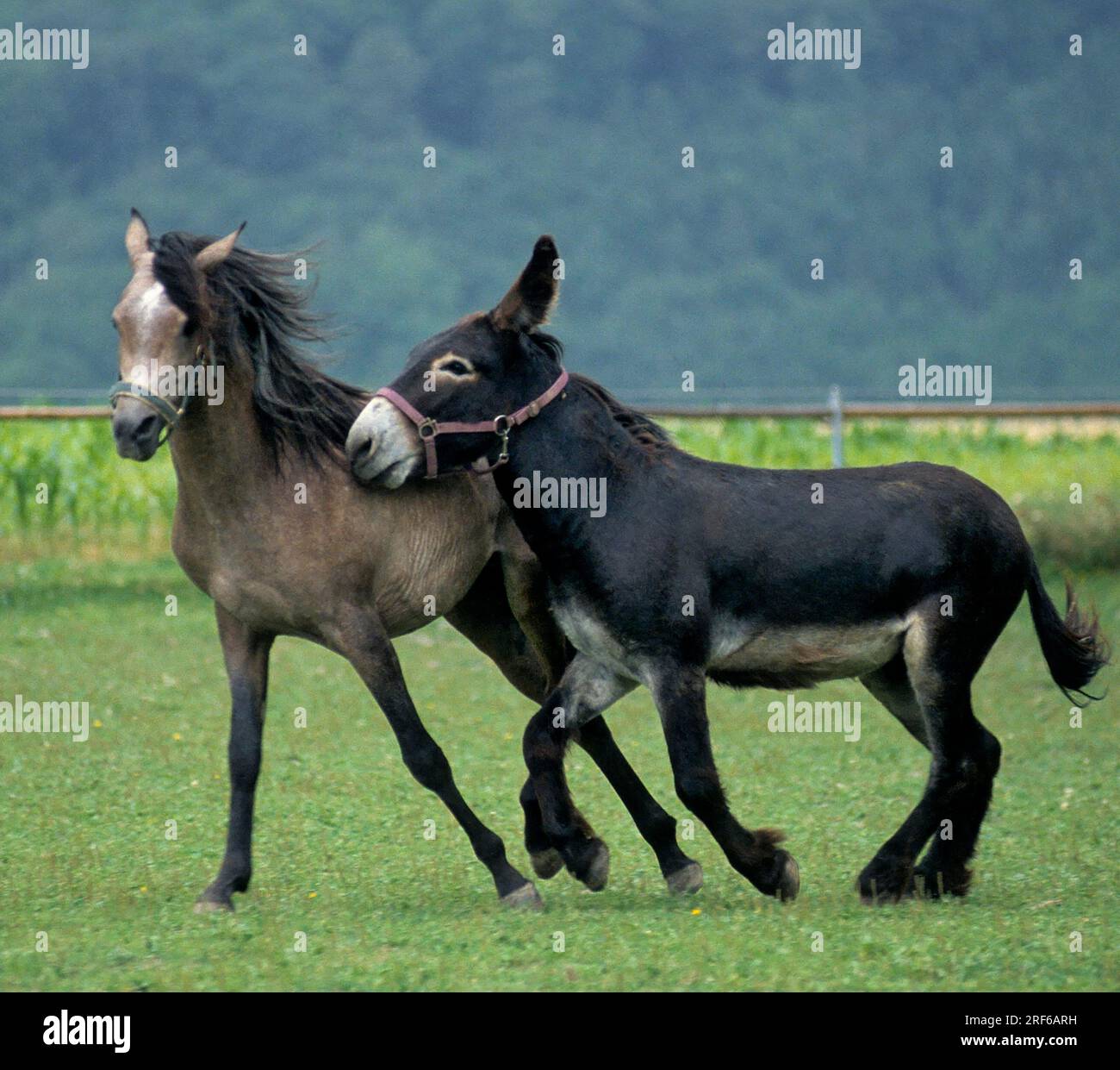 Young thoroughbred Arabian stallion and donkey (Equus asinus asinus ...