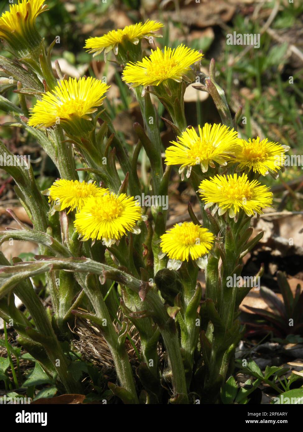 Coltsfoot medicinal plant flower hi-res stock photography and images ...
