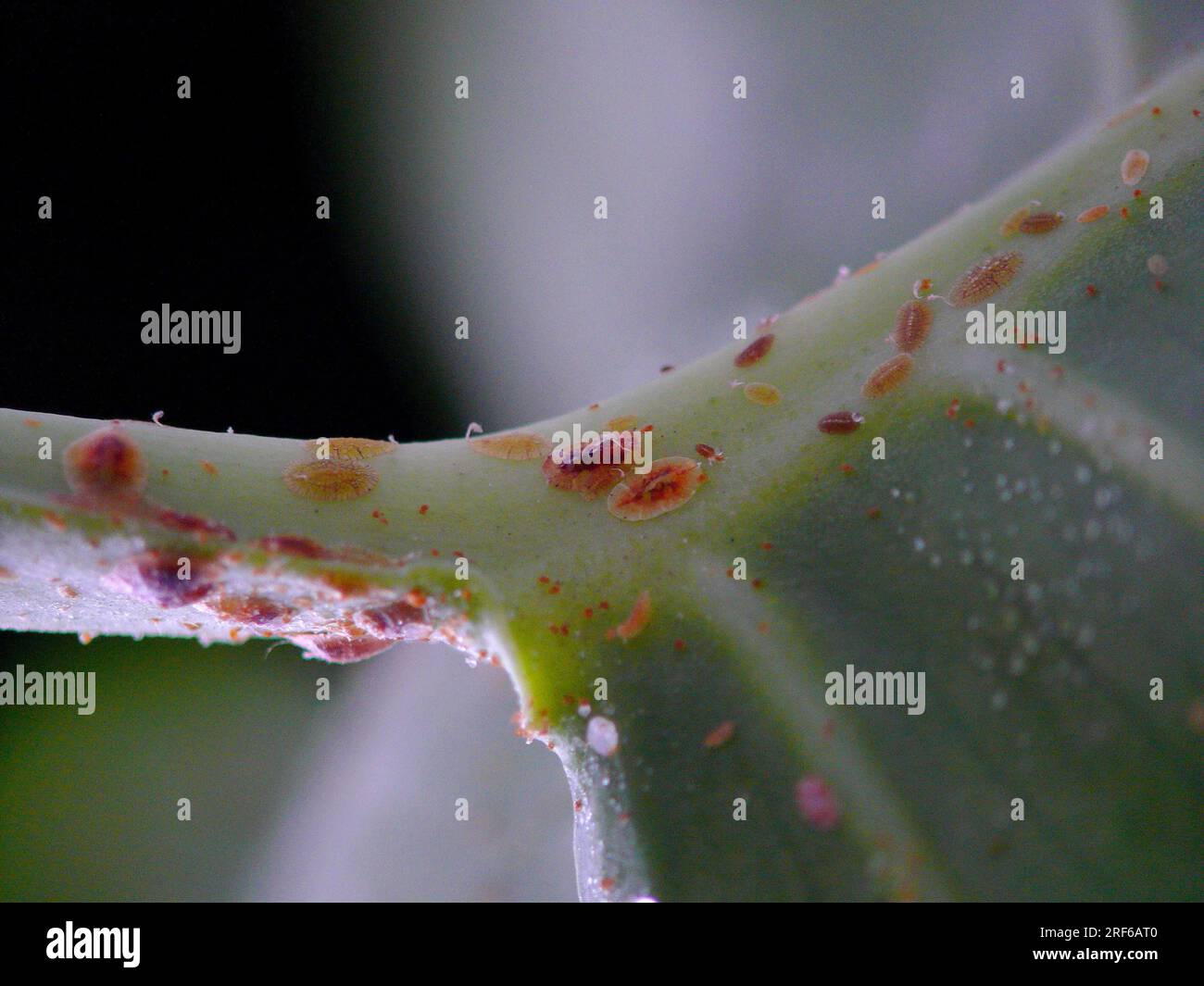 Scale insect (coccoidea) hi-res stock photography and images - Alamy