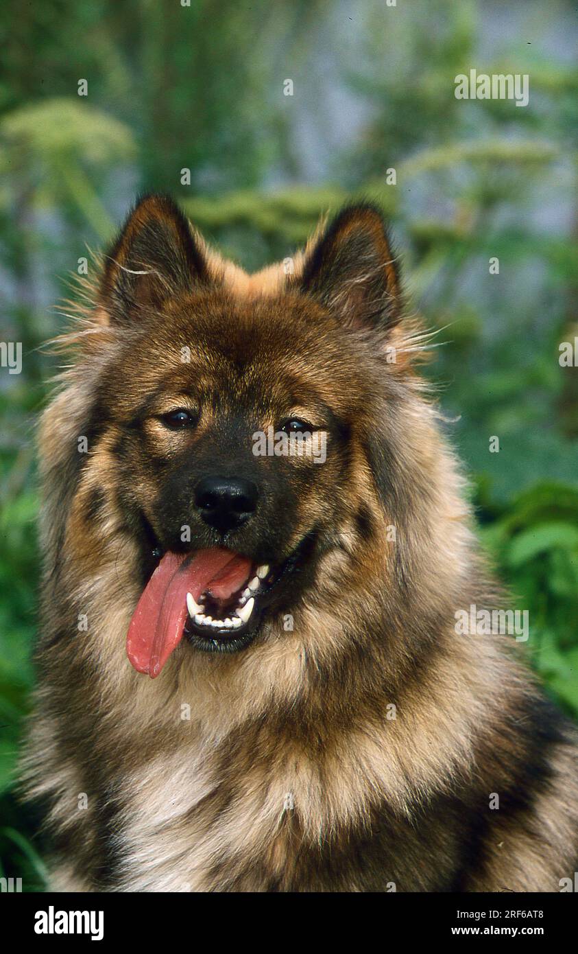 Eurasier, FCI, Standard No. 291 Stock Photo - Alamy
