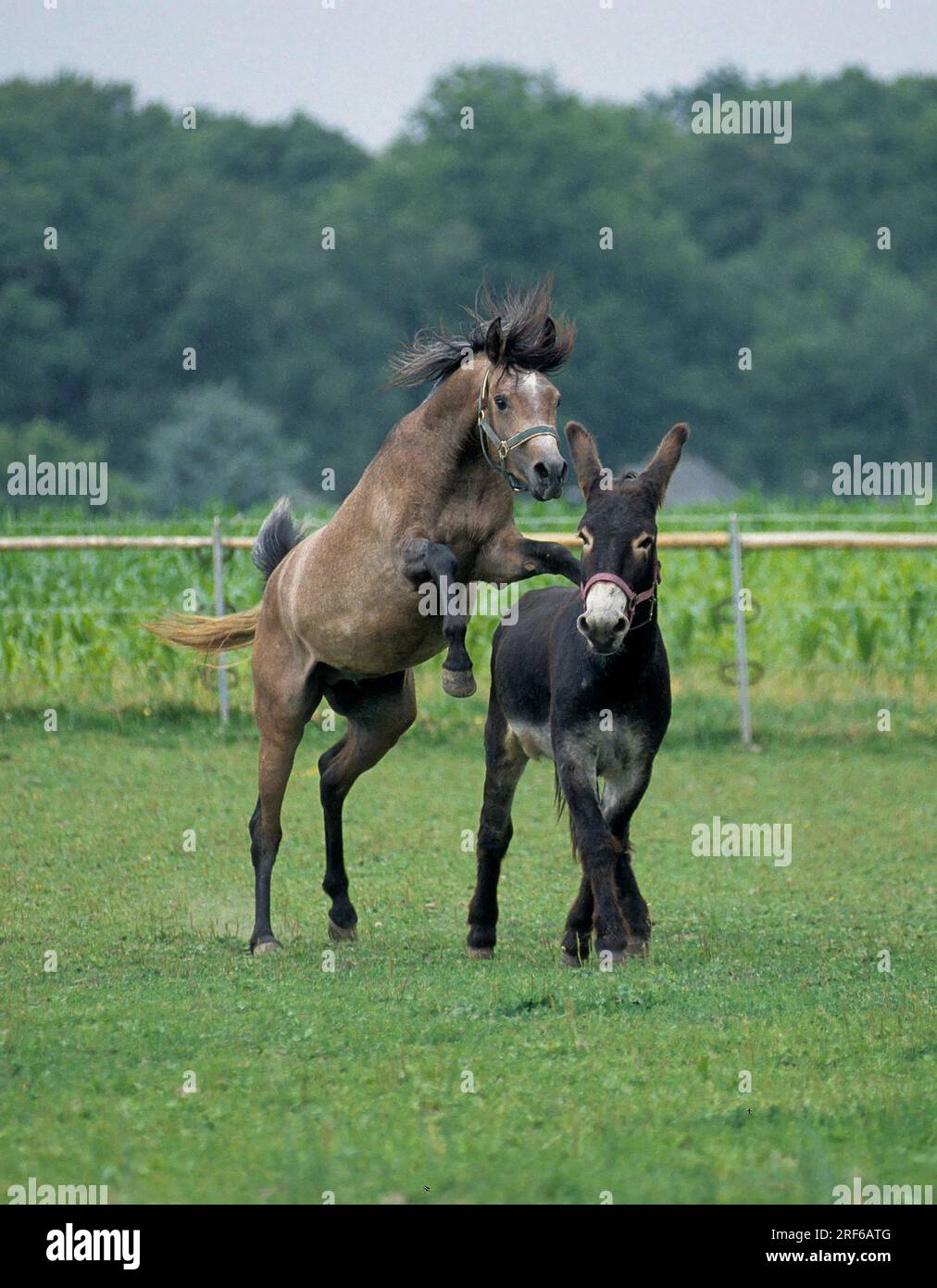 Young thoroughbred Arabian stallion and donkey (Equus asinus asinus ...