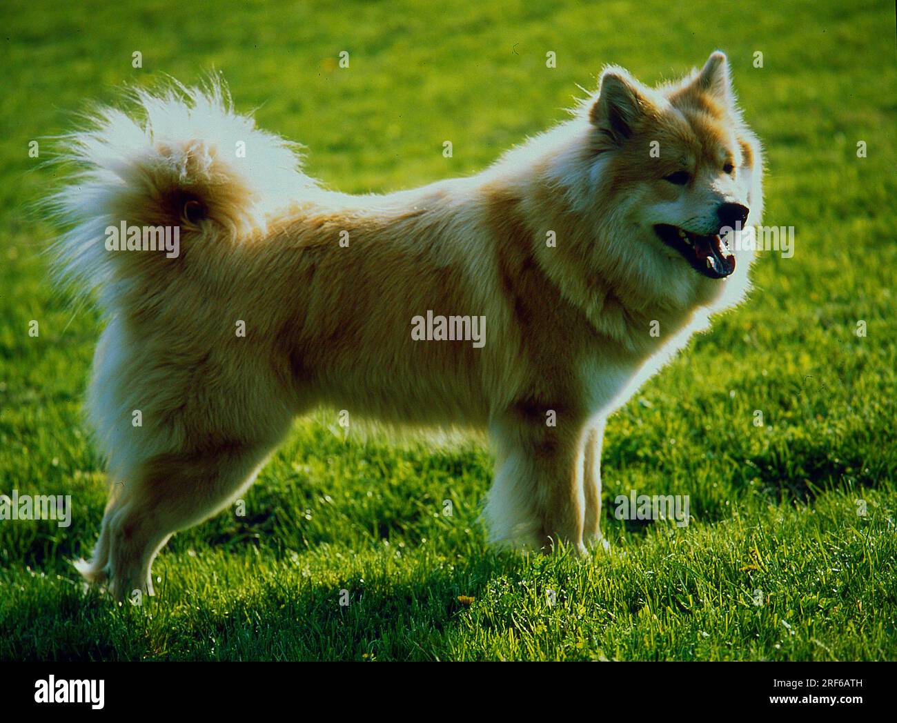 Eurasier, FCI, Standard No. 291 Stock Photo - Alamy