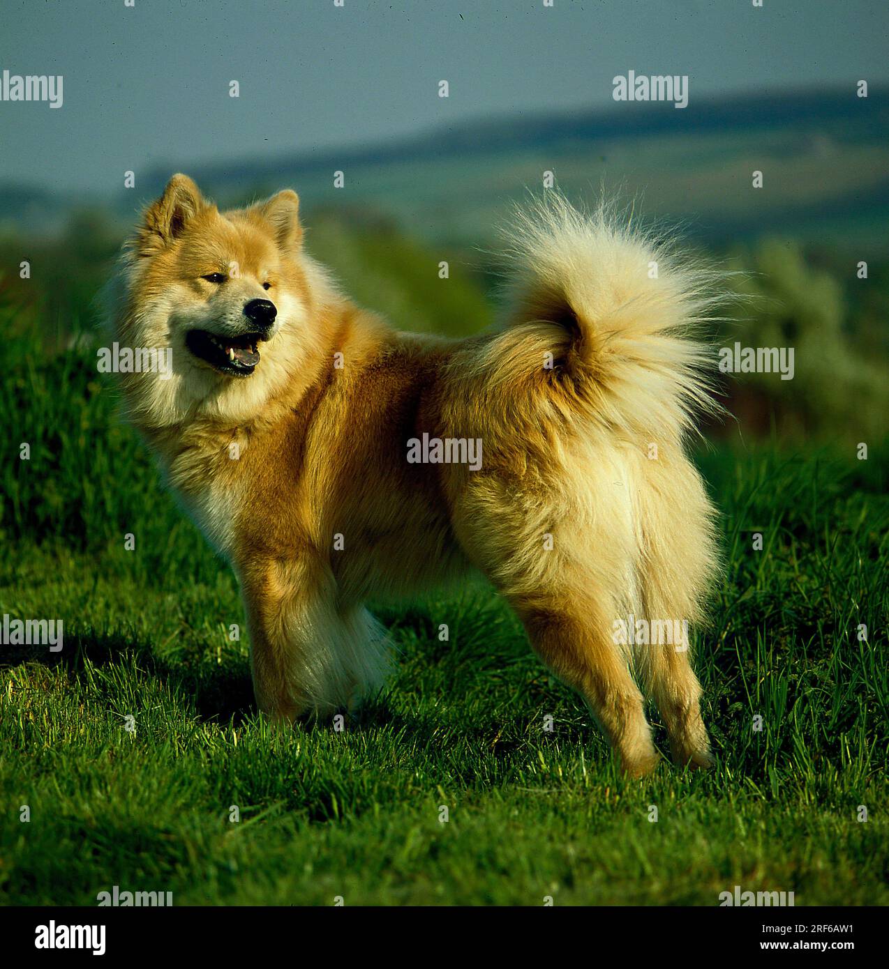 Eurasier, FCI, Standard No. 291 Stock Photo - Alamy