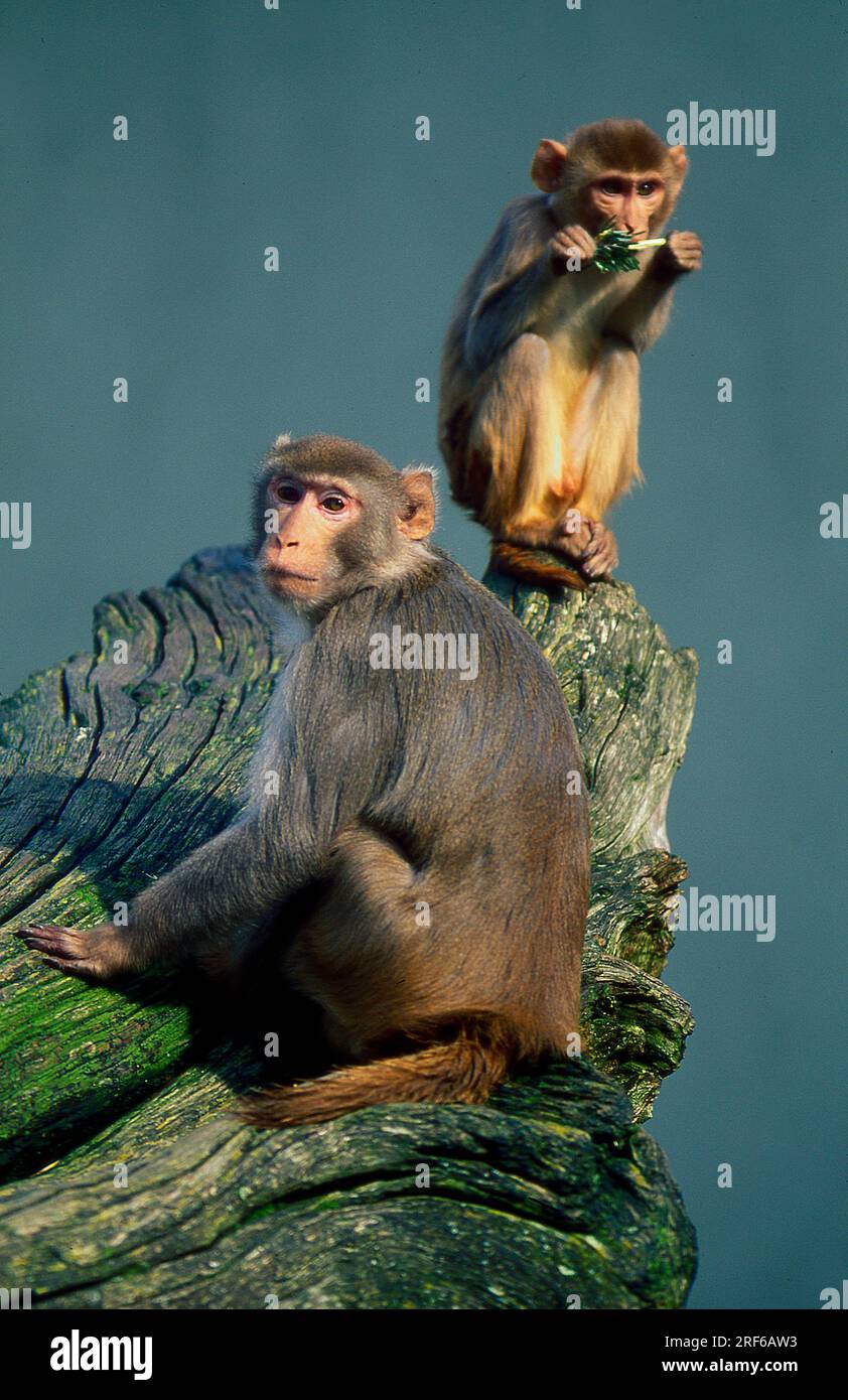 Baby rhesus macaques hi-res stock photography and images - Alamy