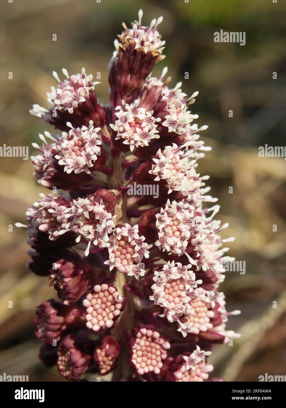 Butterbur flowering hi-res stock photography and images - Alamy