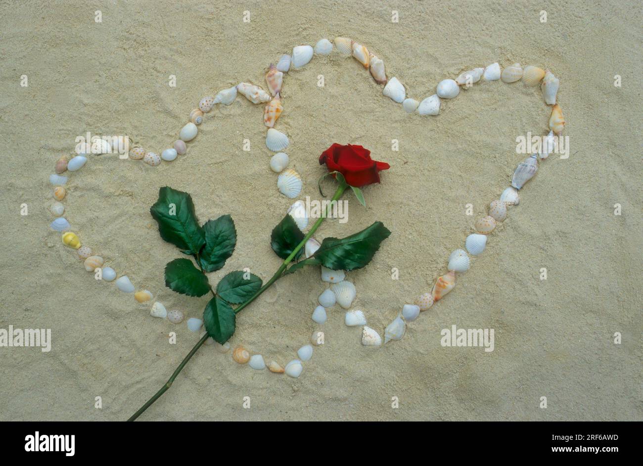 2 Hearts of shells with red rose on sandy beach Stock Photo - Alamy
