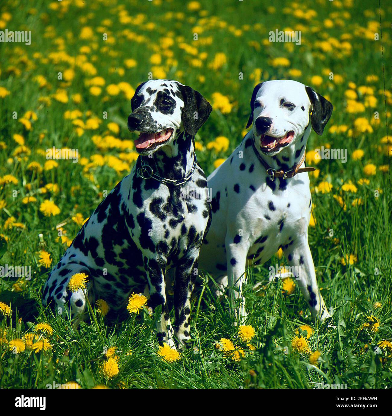 2 two Dalmatians, FCI Standard No. 153, Dalmatinac Stock Photo - Alamy