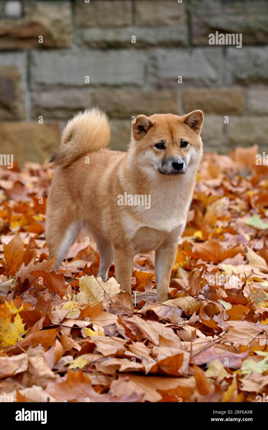Shiba Inu sitting in autumn leaves, FCI, Standard No. 57, Japanese Dog ...