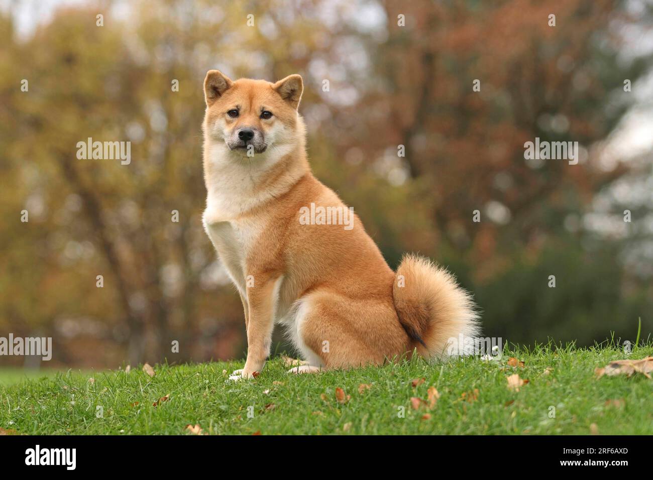 Shiba Inu sitting in a meadow, FCI, Standard No. 57, Japanese Dog Breed ...