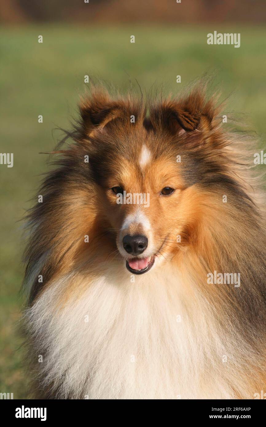Shetland Sheepdog (Sheltie) portrait, head shot, FCI, Standard No. 88 ...