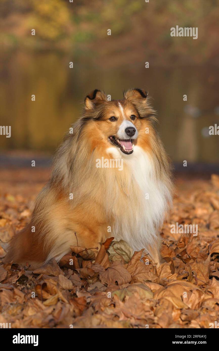 No 88 shetland hi-res stock photography and images - Alamy