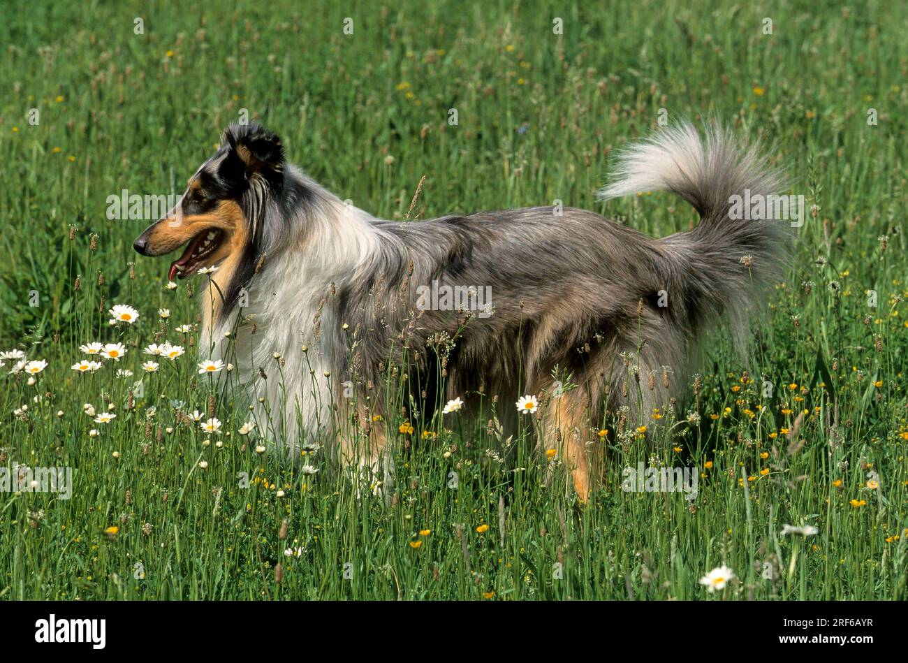 Collie, blue merle, Collie Longhair, FCI, Standard No. 156, Collie ...
