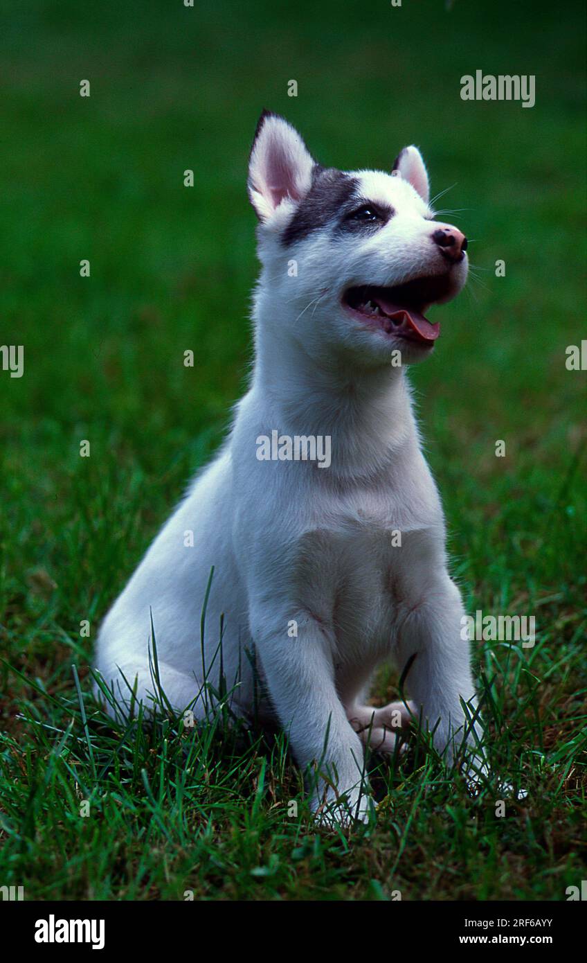 Pinto Siberian Husky