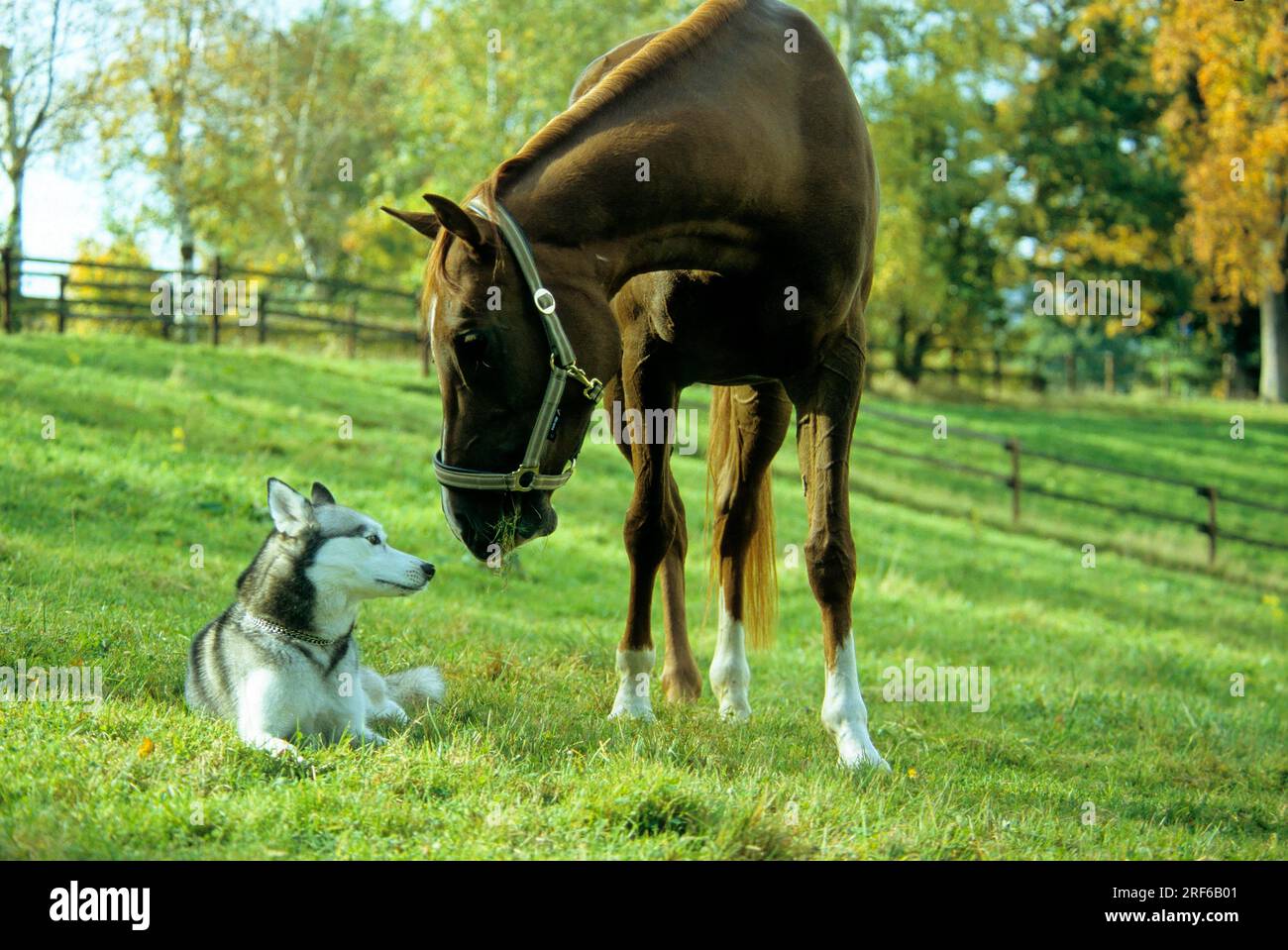 Siberian Husky, FCI, Standard No. 270 and Thoroughbred Arabian Stock ...