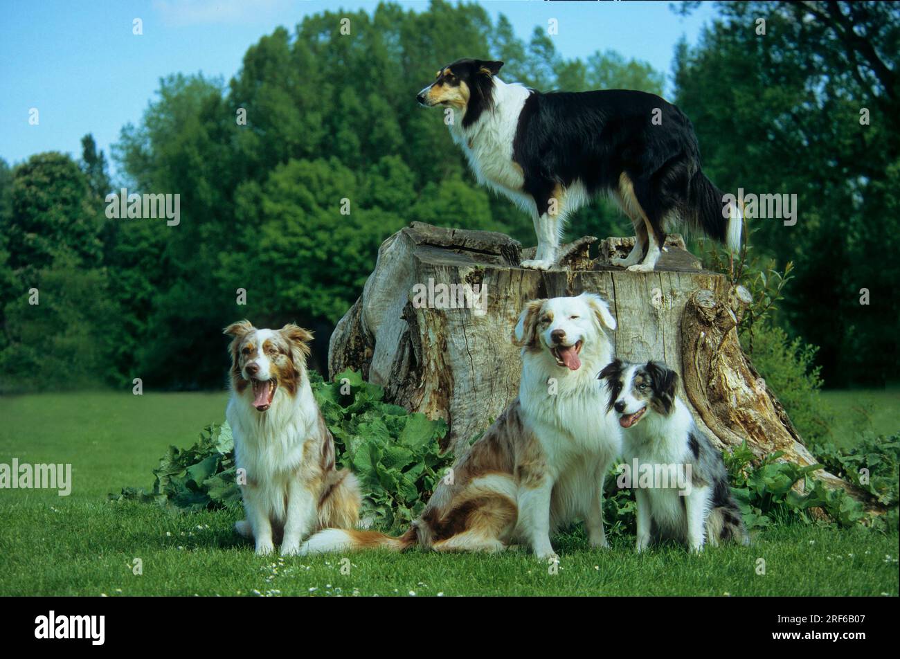 Australischer Schaeferhund, Border Collie + Collie Stock Photo - Alamy
