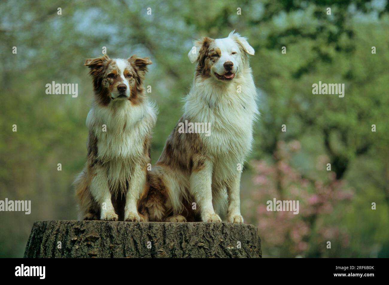 Australian Shepherd, male, redmerle Stock Photo - Alamy