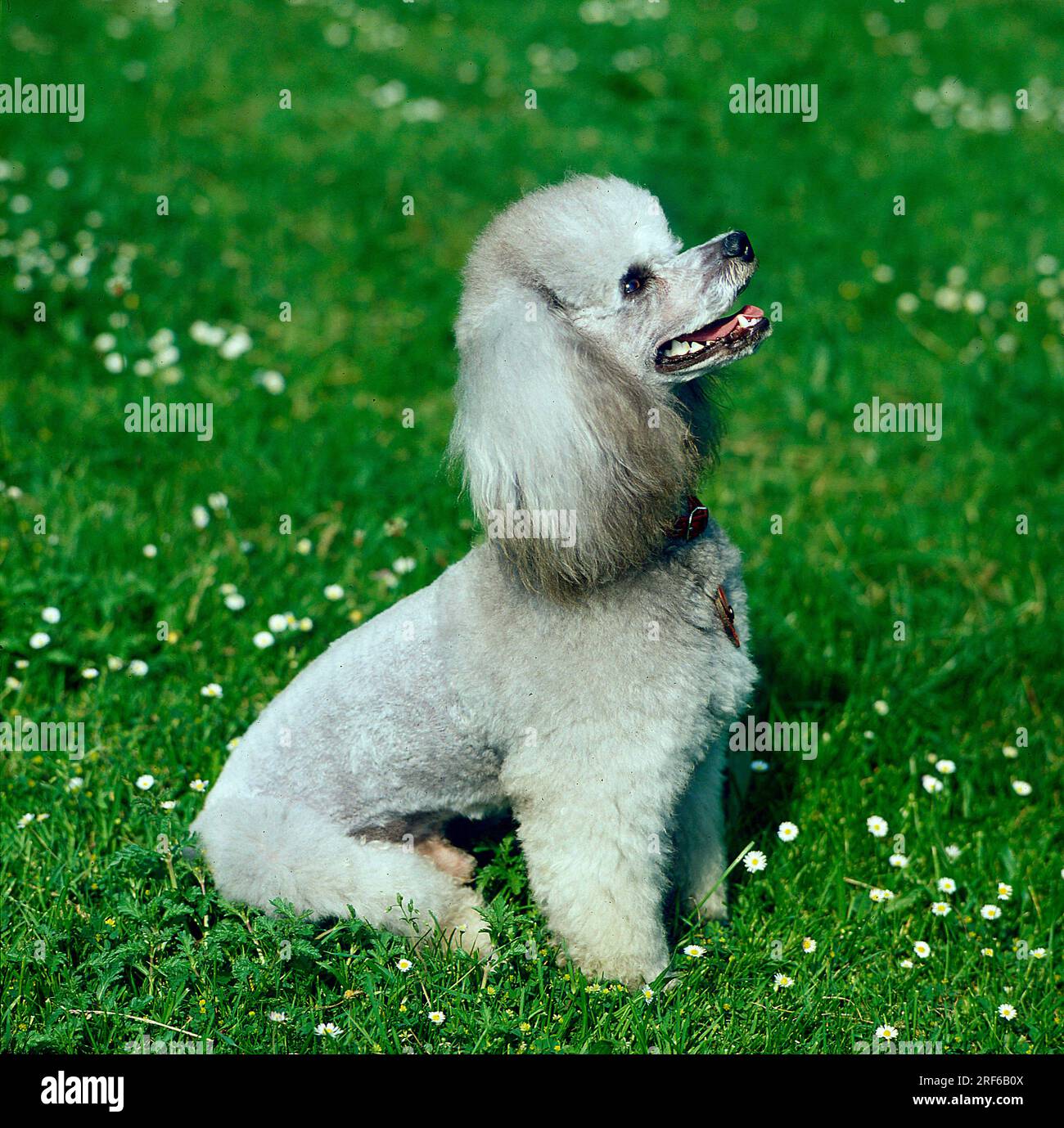 Gray poodle hi-res stock photography and images - Alamy