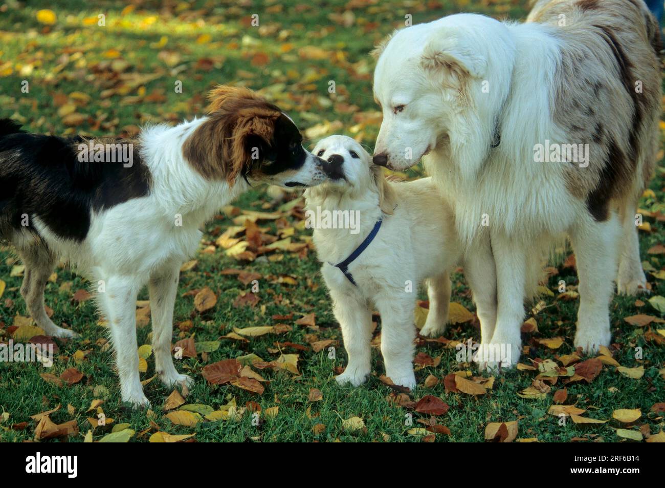 Australian shepherd puppy golden hi-res stock photography and images ...