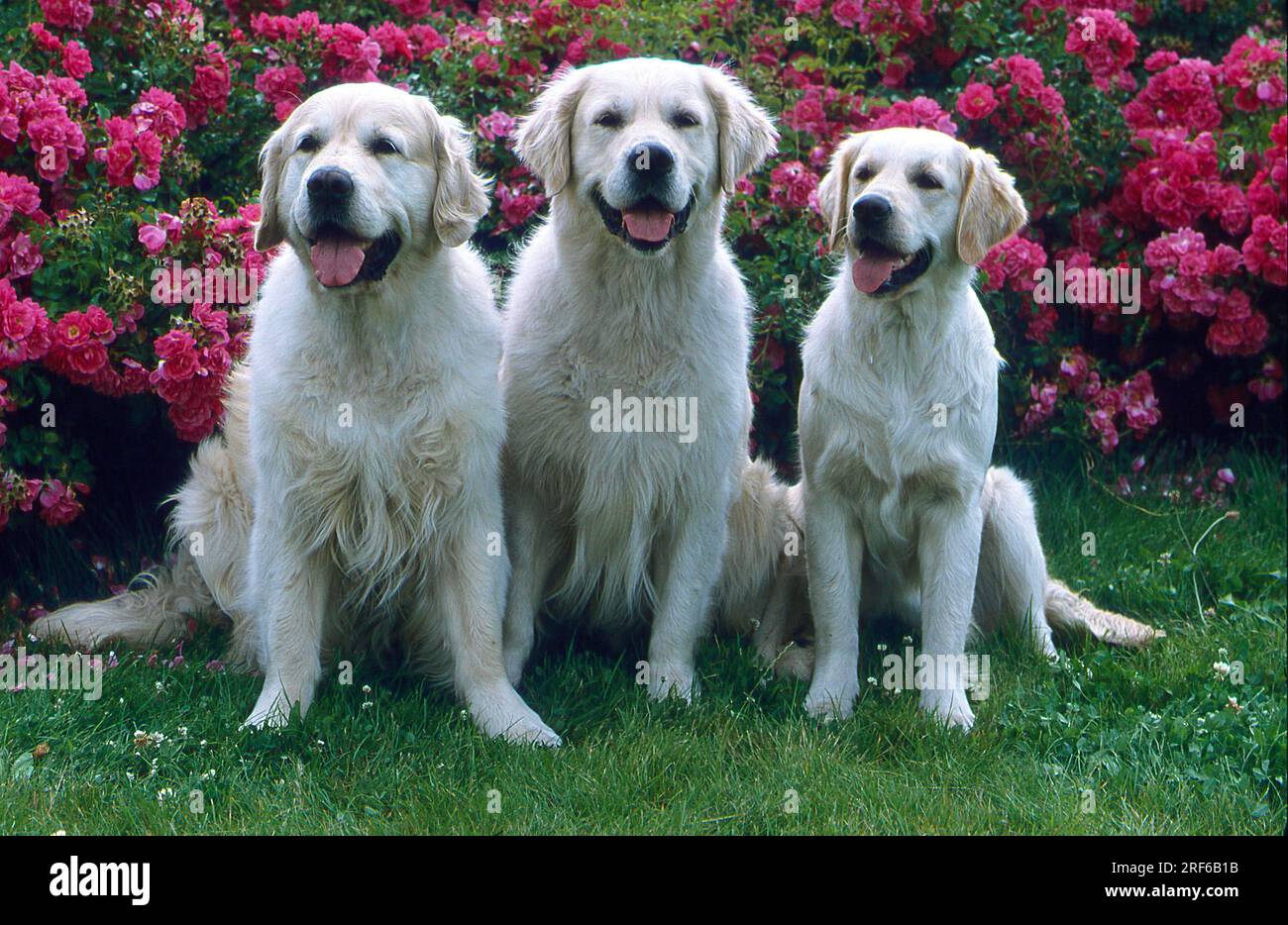 3 three Golden Retrievers, group photo Stock Photo - Alamy