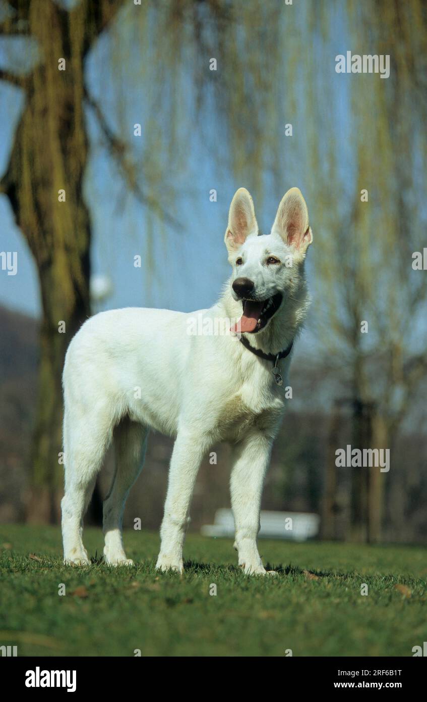 Young white shepherd dog, male, 6 mon Stock Photo - Alamy