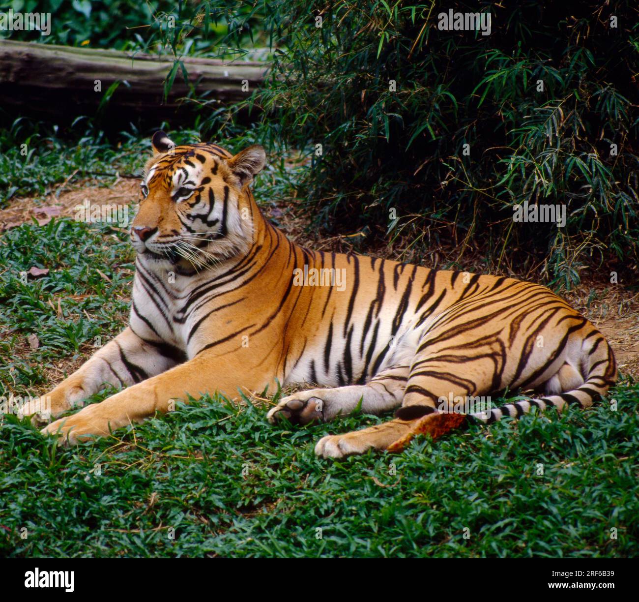 Royal Bengal Tiger (Panthera tigris tigris Stock Photo - Alamy
