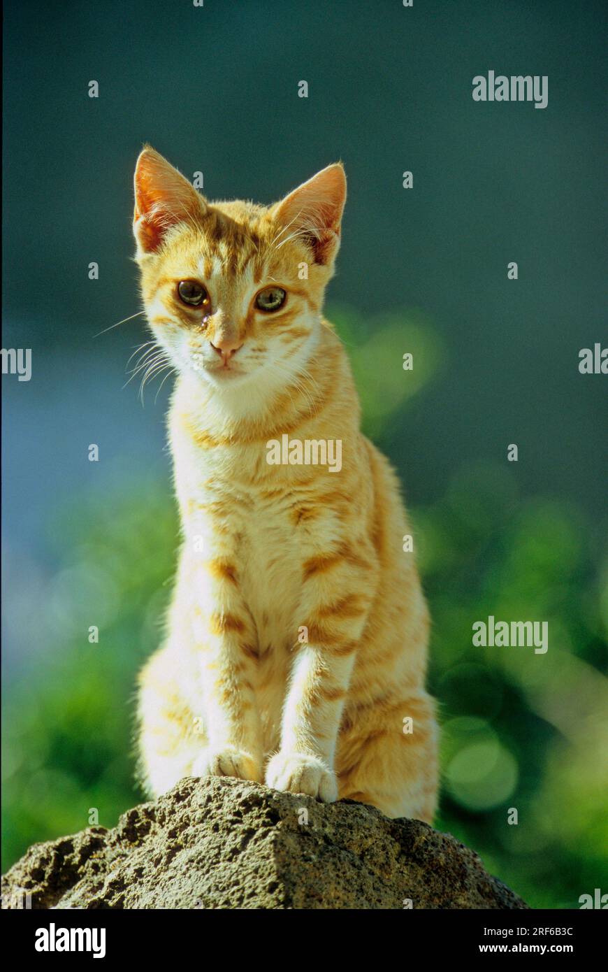 Red and white cat, red and white striped kitten sitting on a stone ...