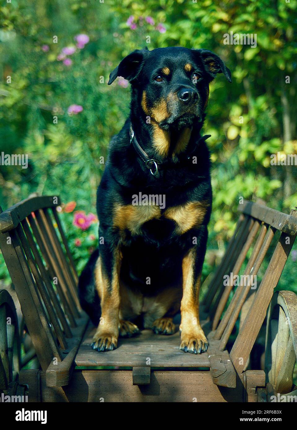 Rottweiler, FCI, Standard No. 147 on old ladder wagon Stock Photo - Alamy