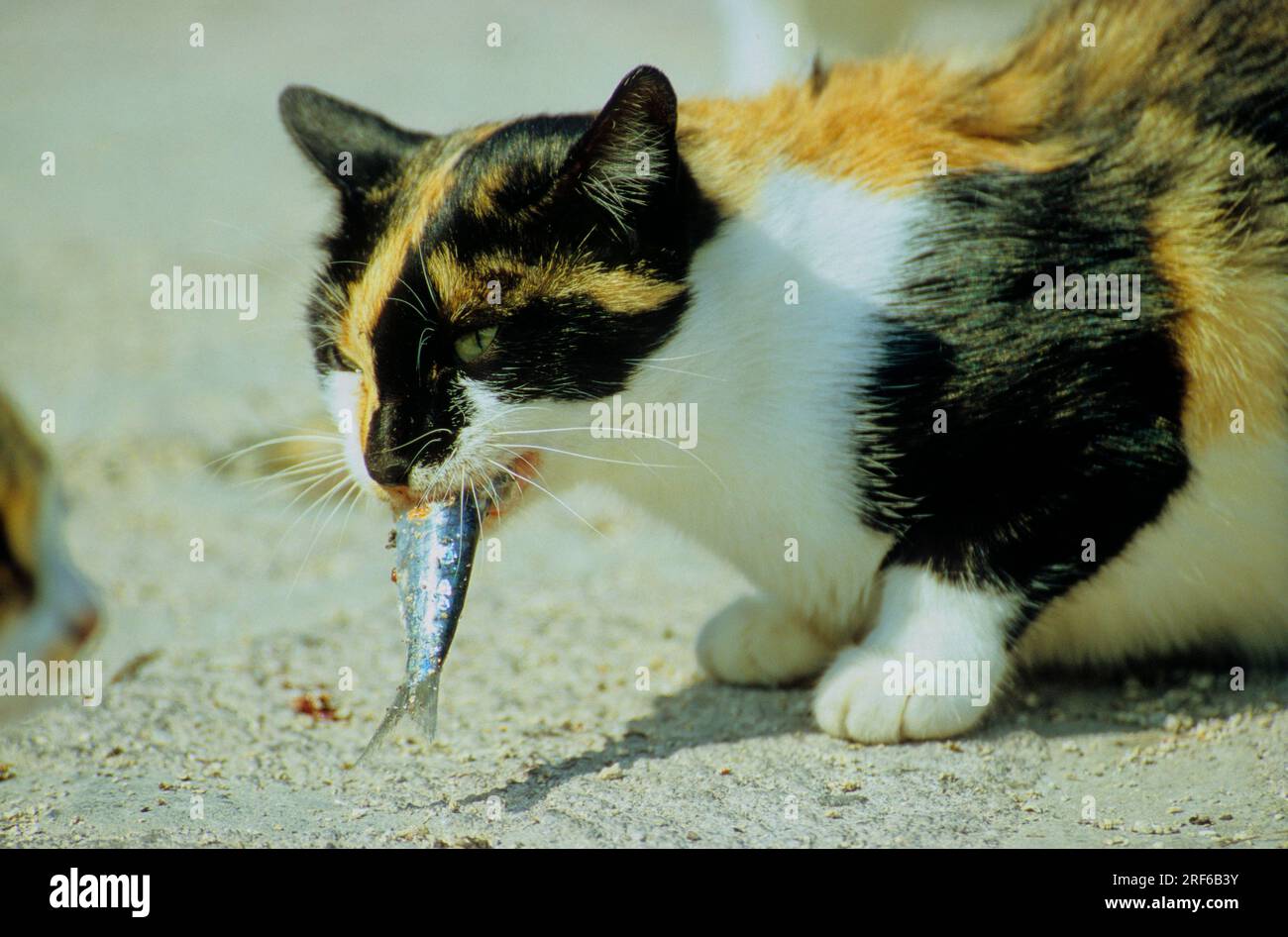 Black-brown-white cat eats a fish, with fish in mouth Stock Photo - Alamy