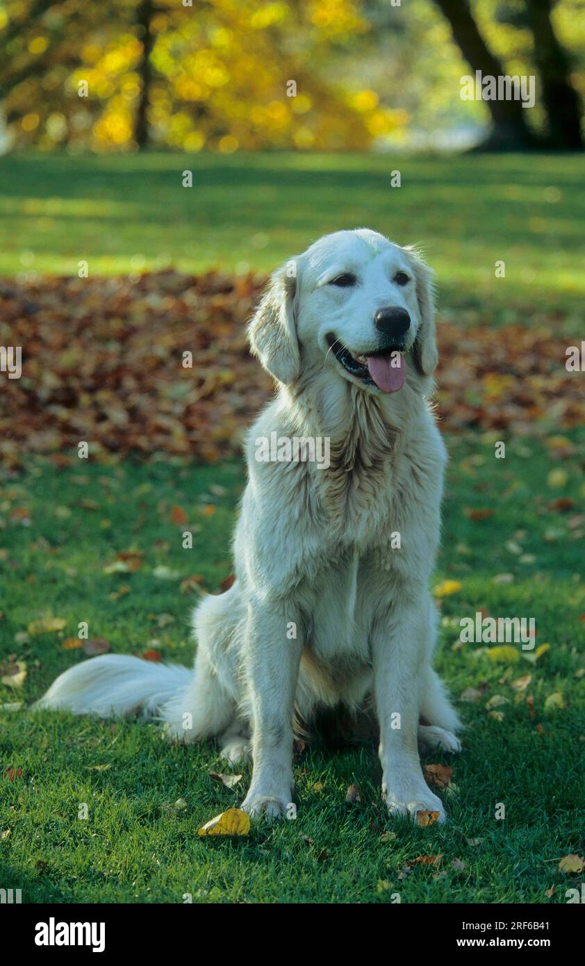 Golden Retriever, FCI Standard No. 111 Stock Photo - Alamy