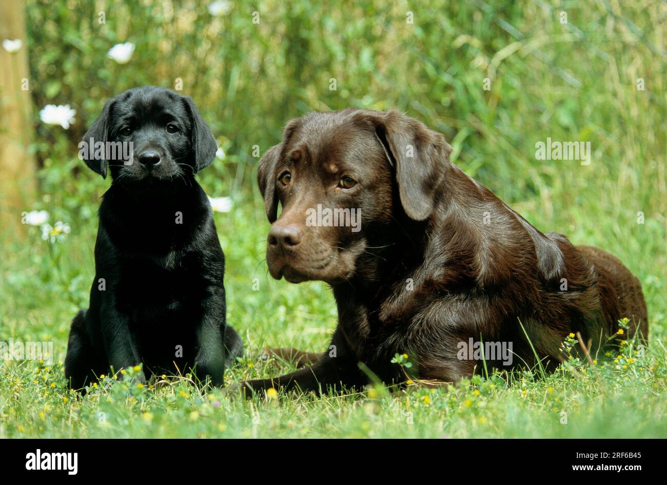 Standard eight hi-res stock photography and images - Alamy