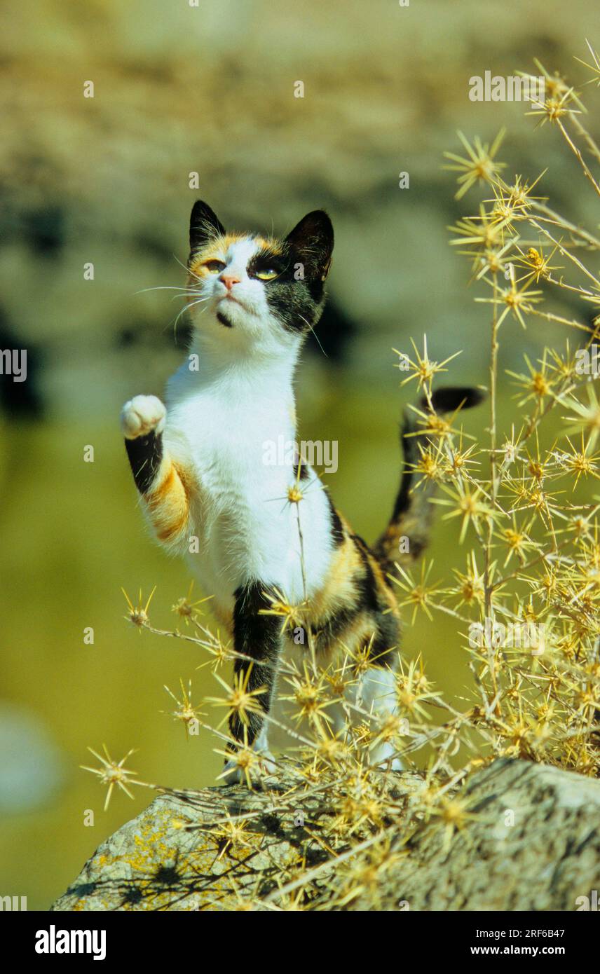 Young multicoloured kitten makes male, mouse hunting white-brown-black ...