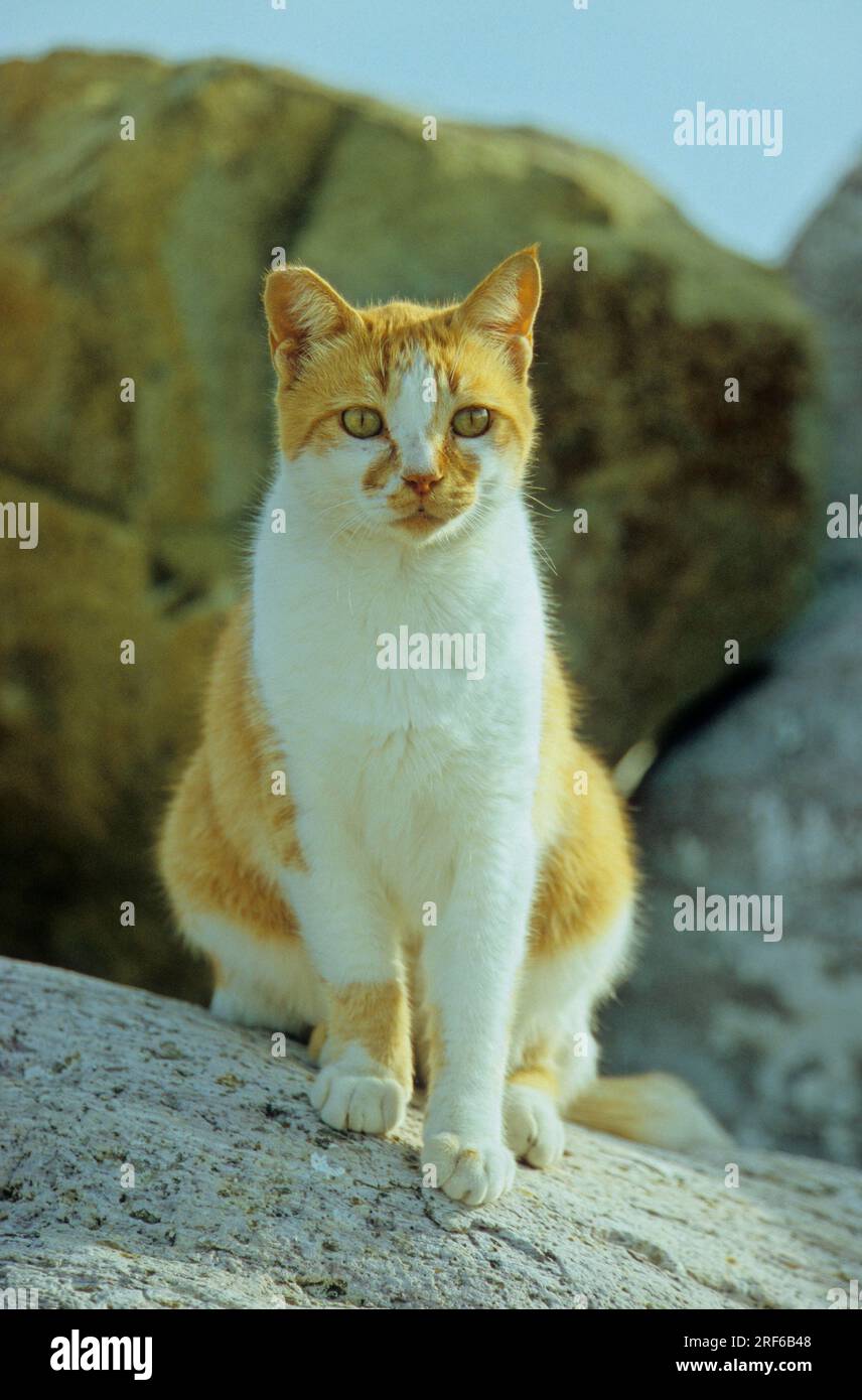Cute cat rock hi-res stock photography and images - Alamy