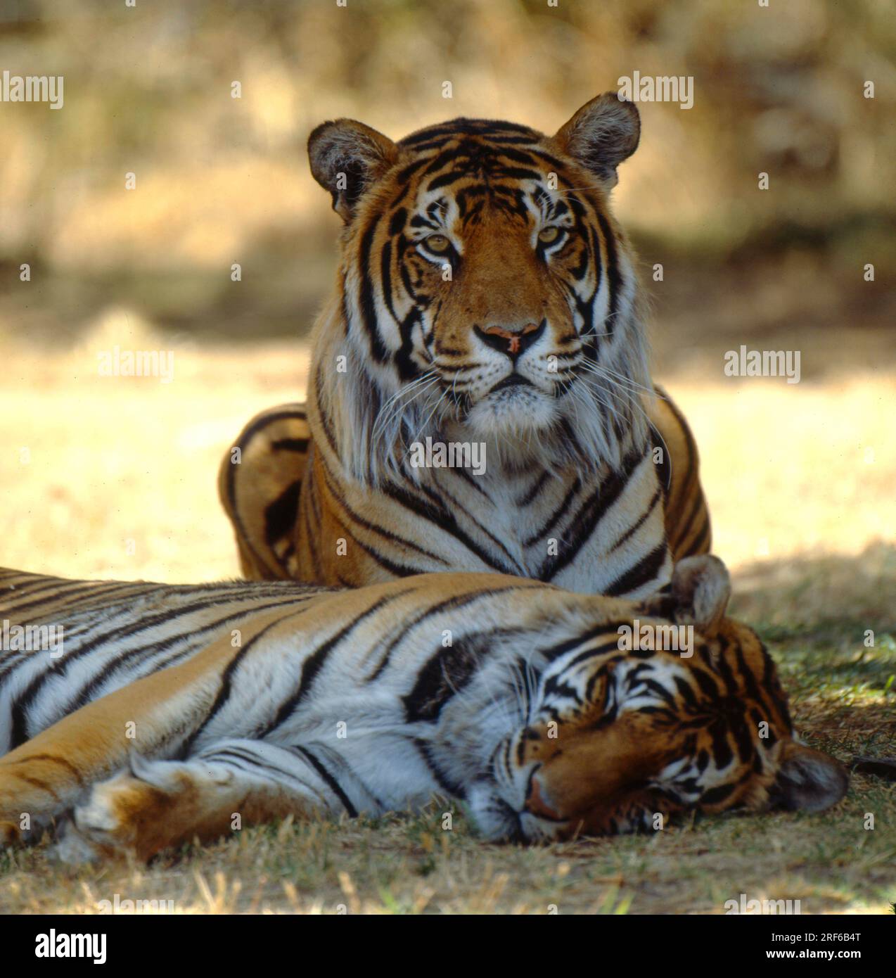 Royal Bengal Tiger (Panthera tigris tigris Stock Photo - Alamy