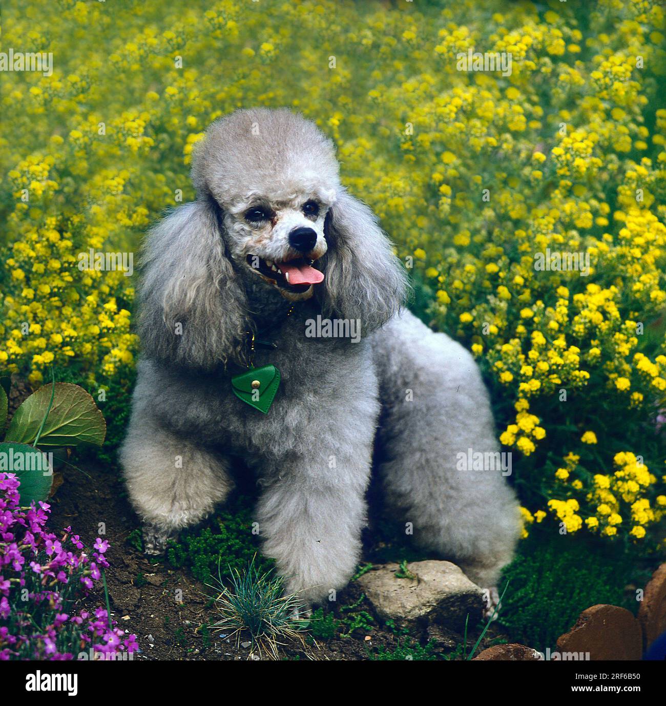 Grey Poodle, FCI, Standard No. 172 Stock Photo - Alamy