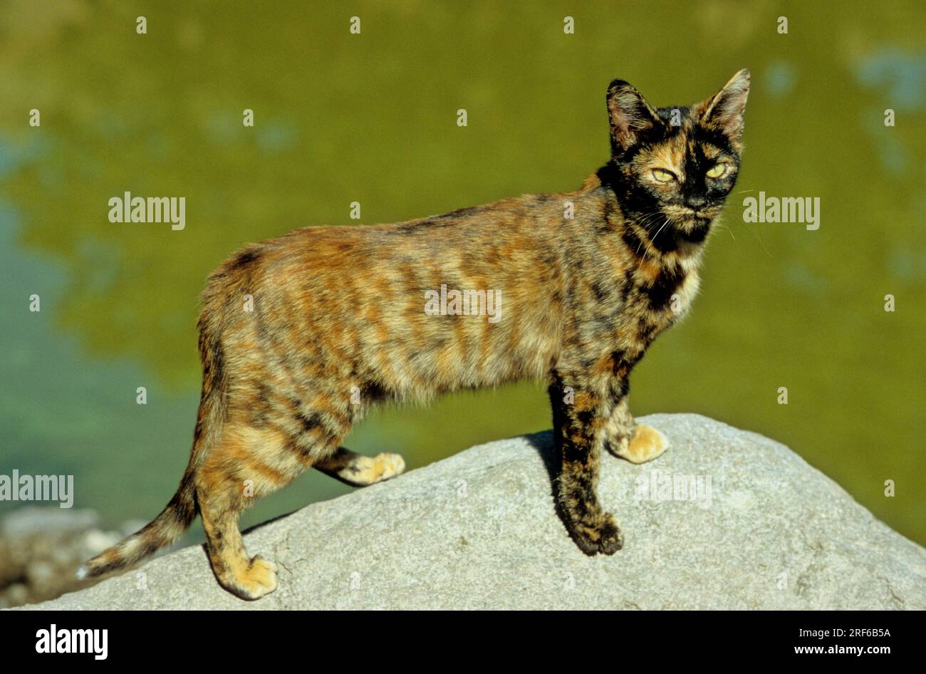 Red and black spotted cat standing on stone rock Stock Photo - Alamy