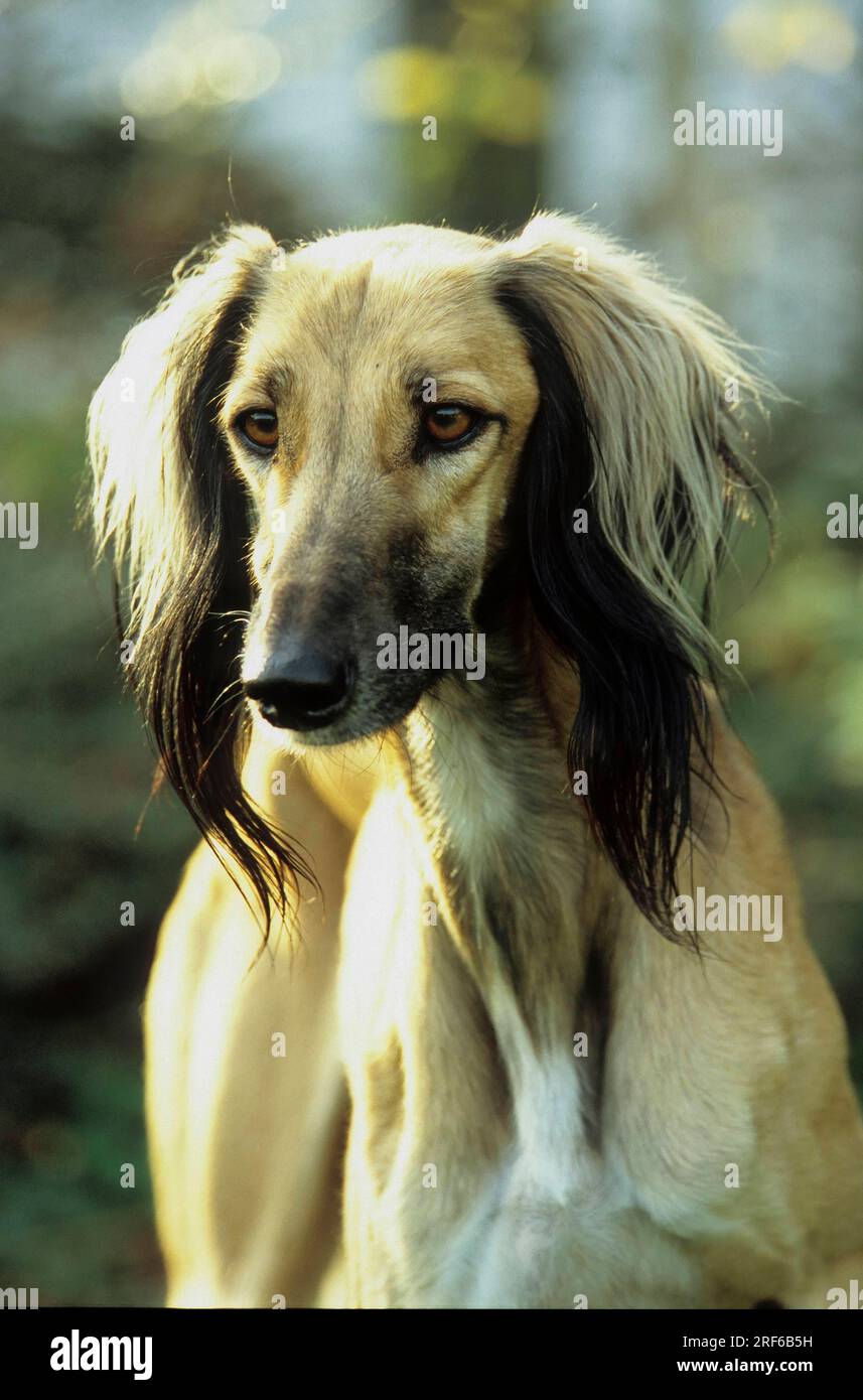 Persian greyhound saluki hi-res stock photography and images - Alamy