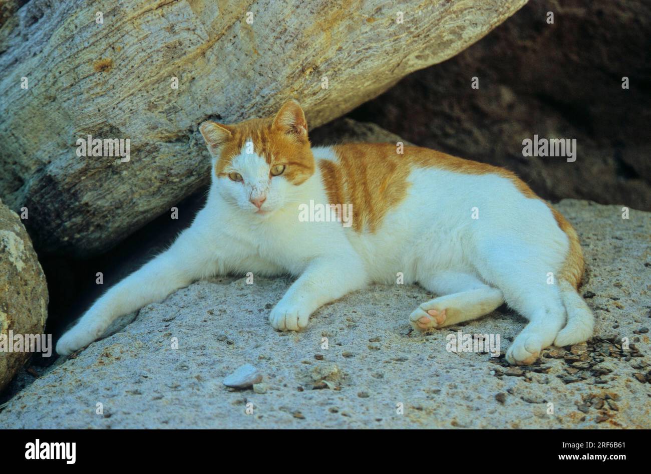 Shadowy cat hi-res stock photography and images - Alamy