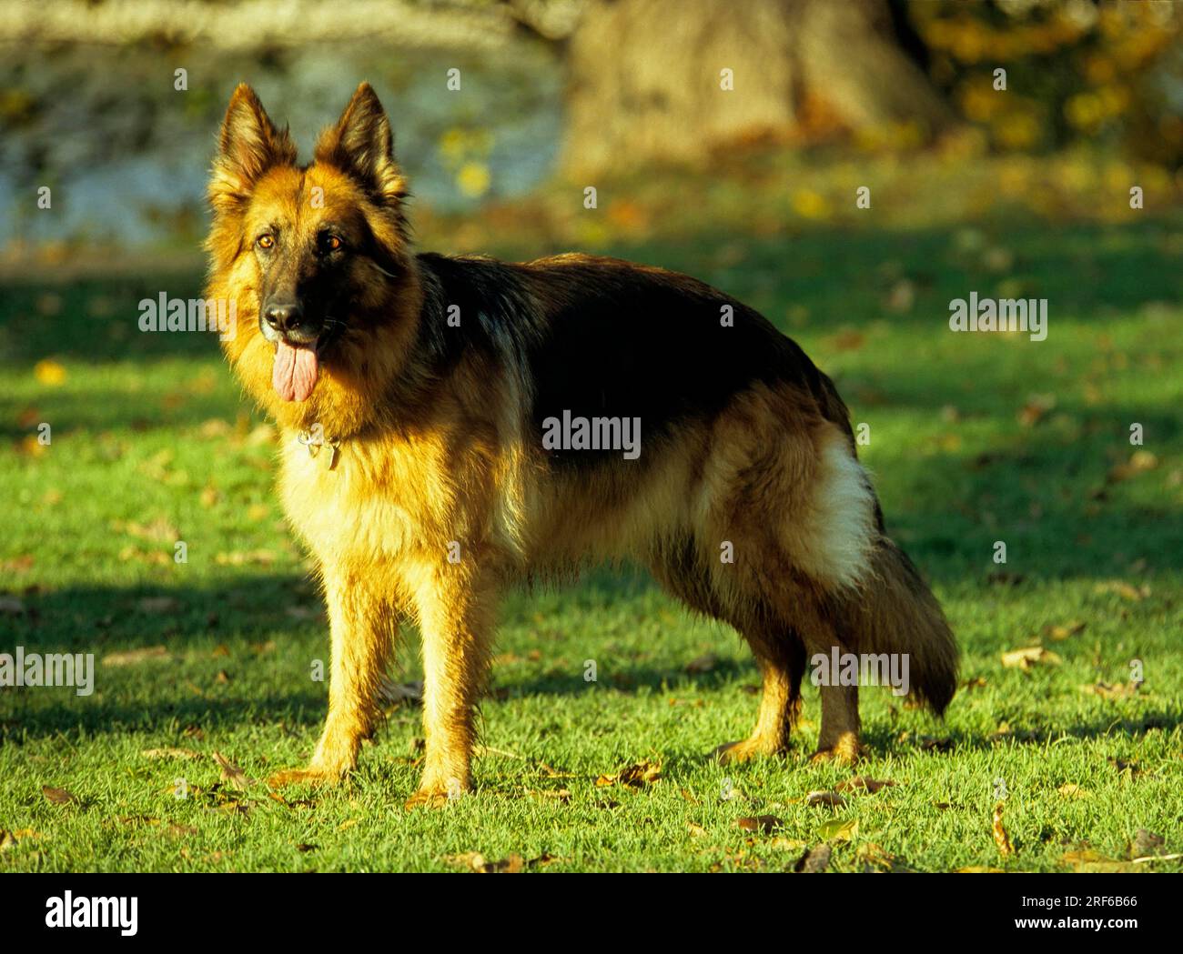 Fci dog hi-res stock photography and images - Alamy