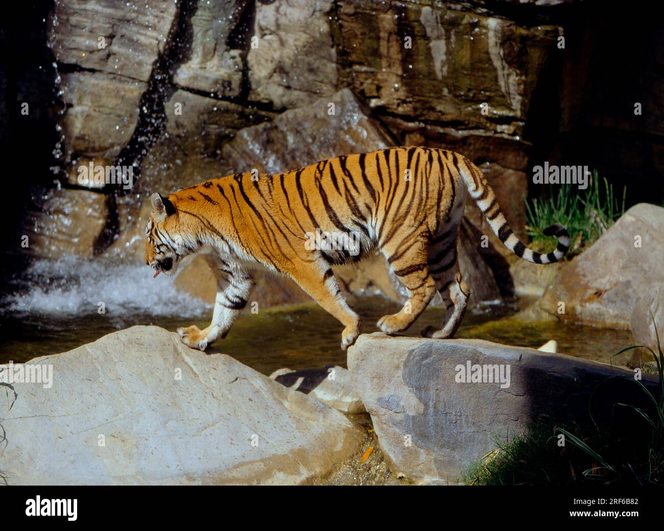 Royal Bengal Tiger (Panthera tigris tigris Stock Photo - Alamy