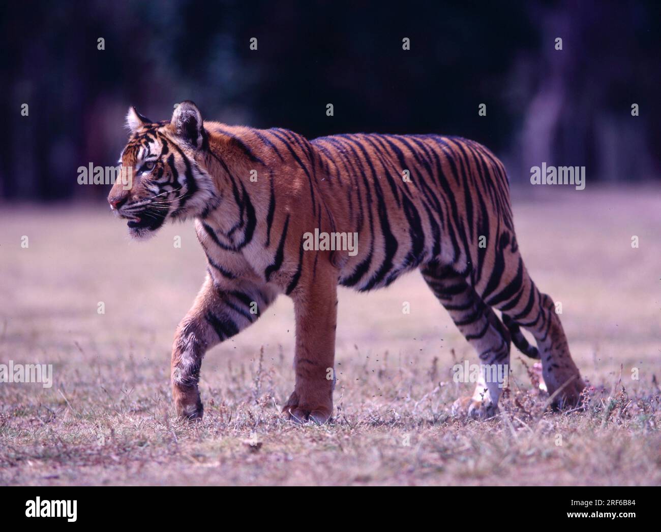 Royal Bengal Tiger (Panthera tigris tigris Stock Photo - Alamy