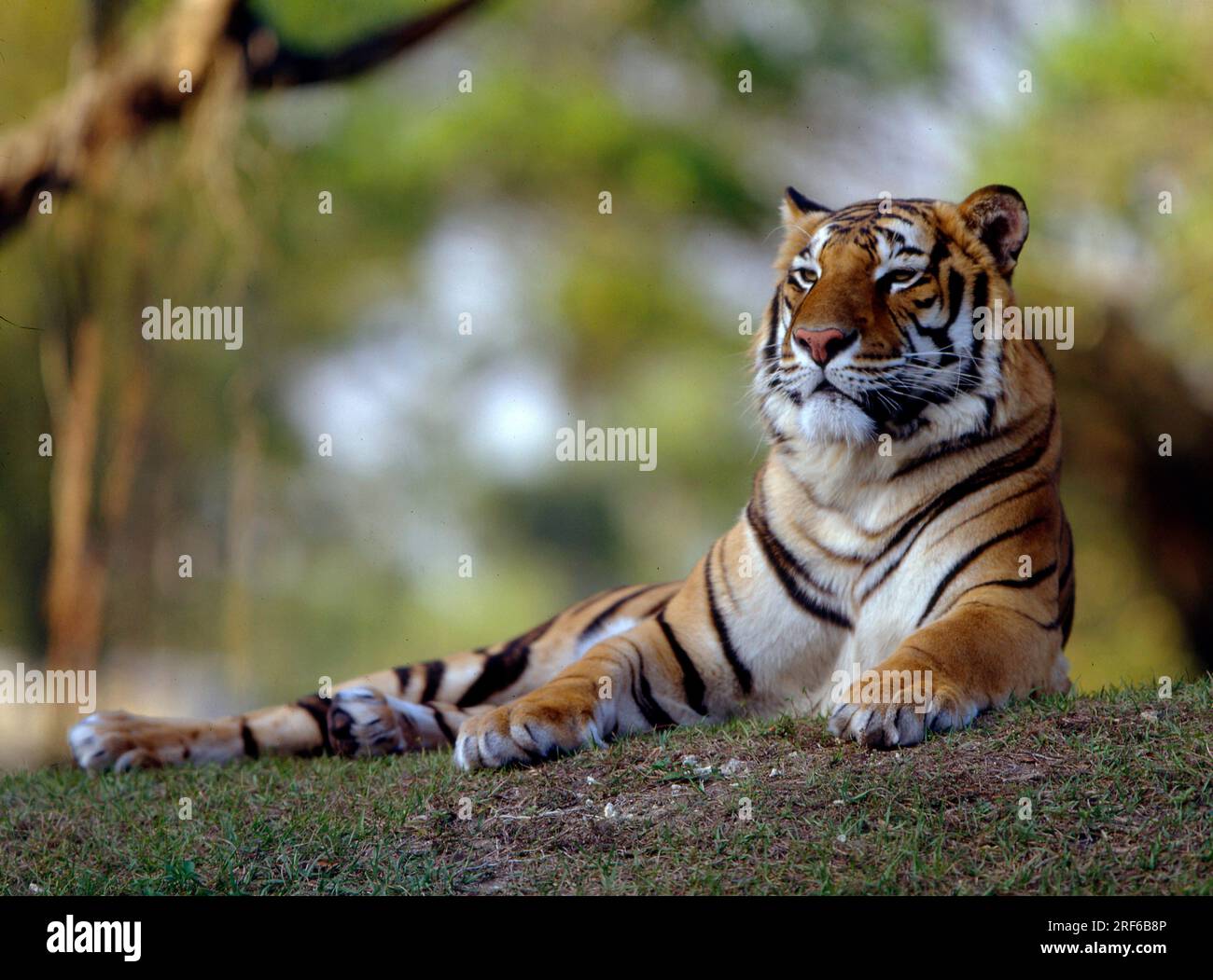 Royal Bengal Tiger (Panthera tigris tigris Stock Photo - Alamy