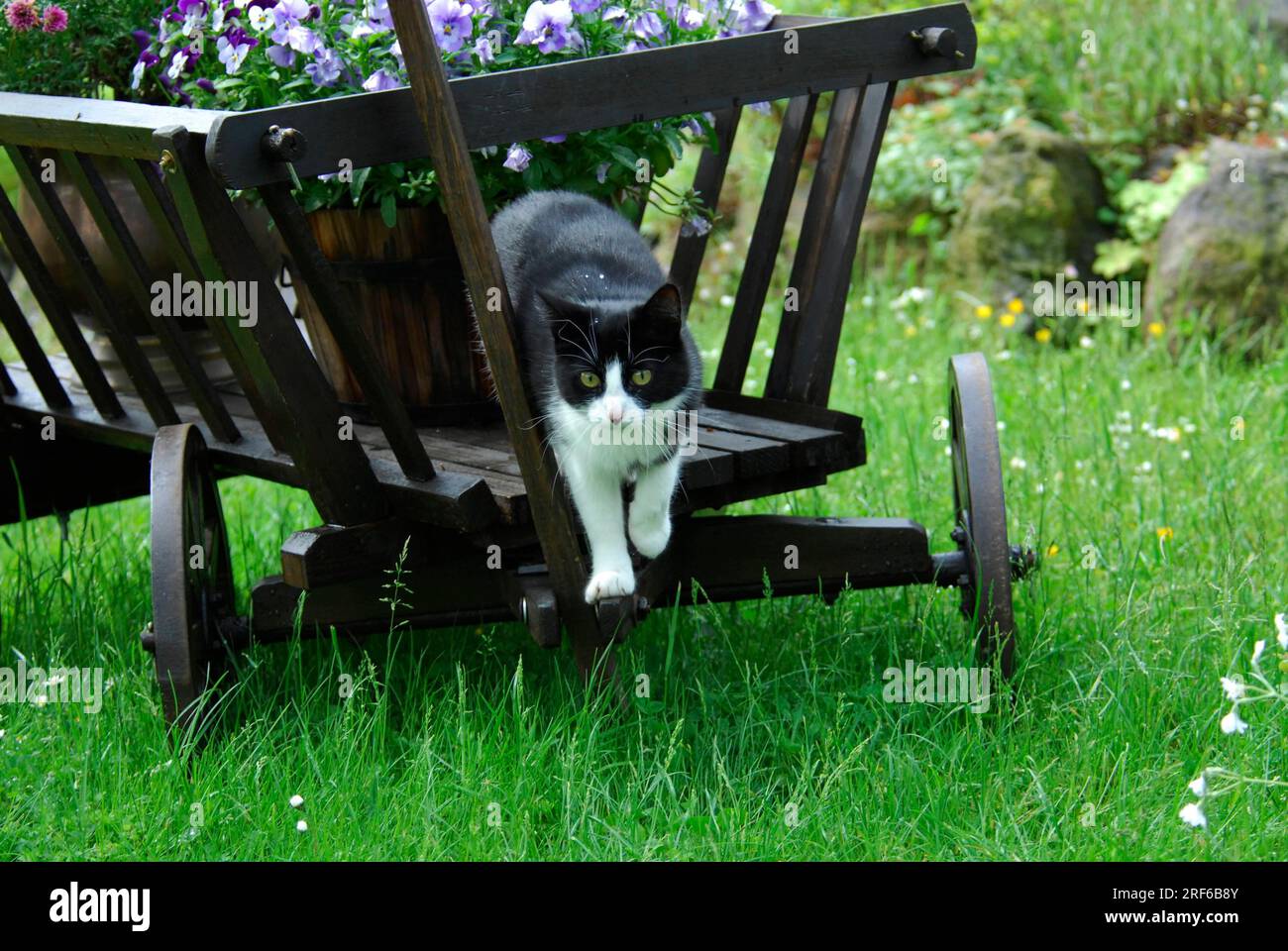 Domestic cat in a ladder cart, cat in an old wildcat (Felis silvestris ...
