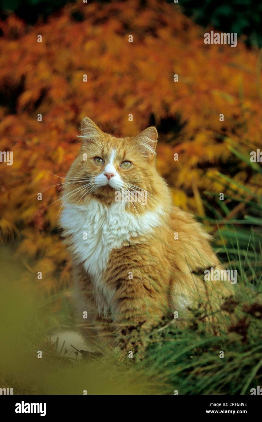 Domestic cat, male, cream-white Stock Photo - Alamy