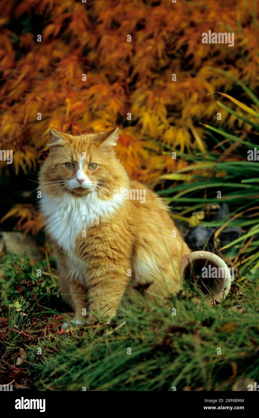 Cute cream tabby cat hi-res stock photography and images - Alamy