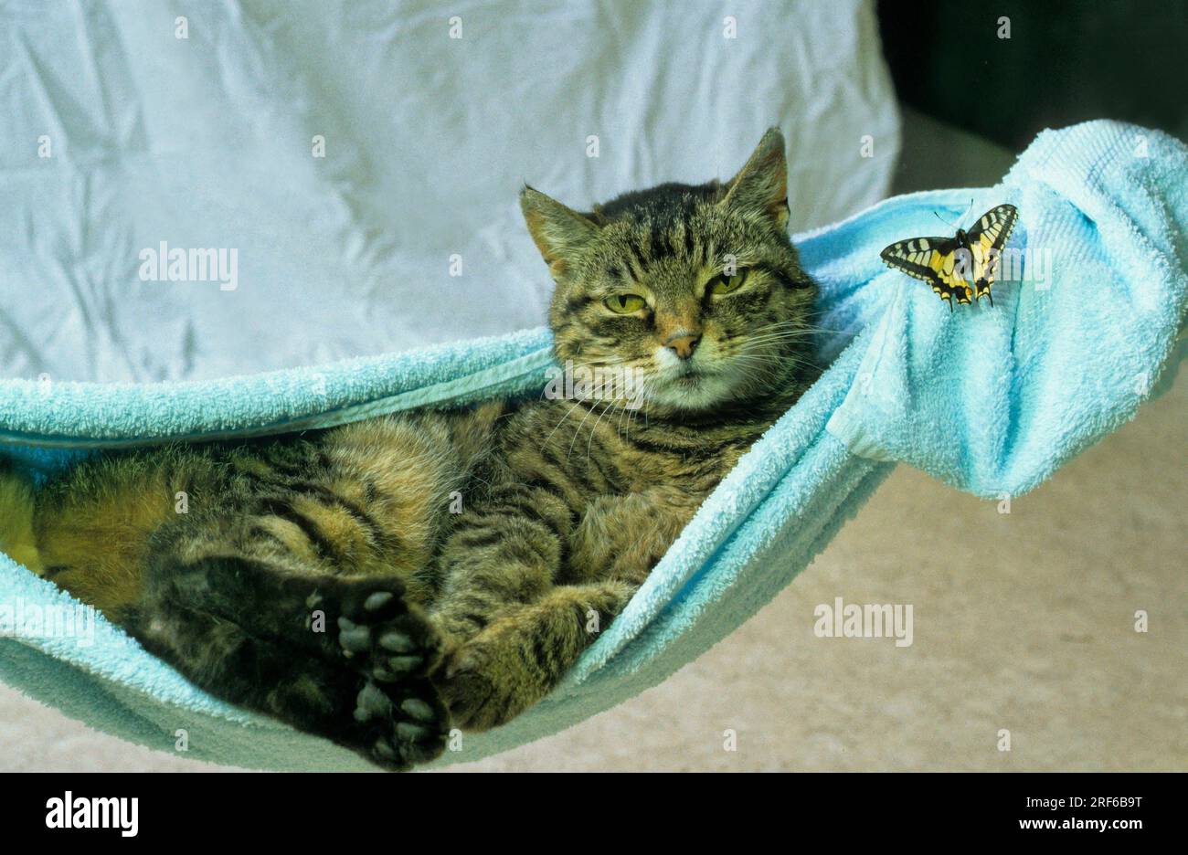 Animal friendship, cat with butterfly Stock Photo - Alamy
